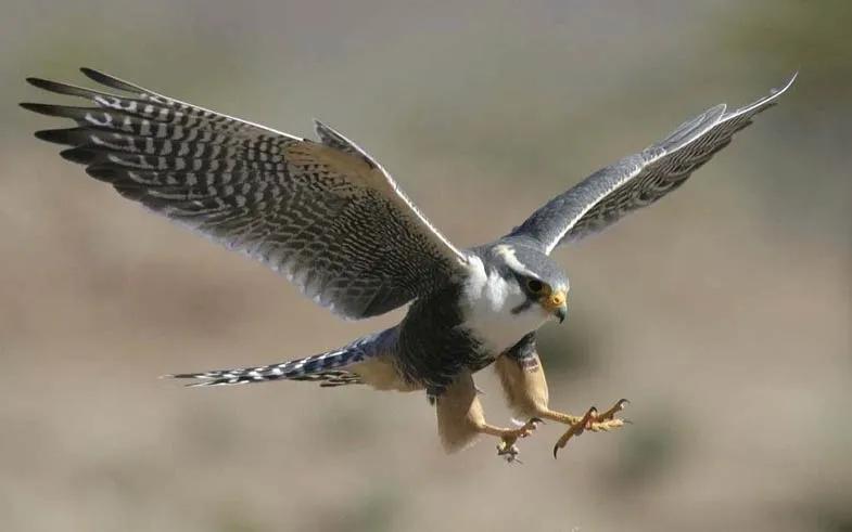 The 12 fastest flying birds in the world, two of which are on the list ...