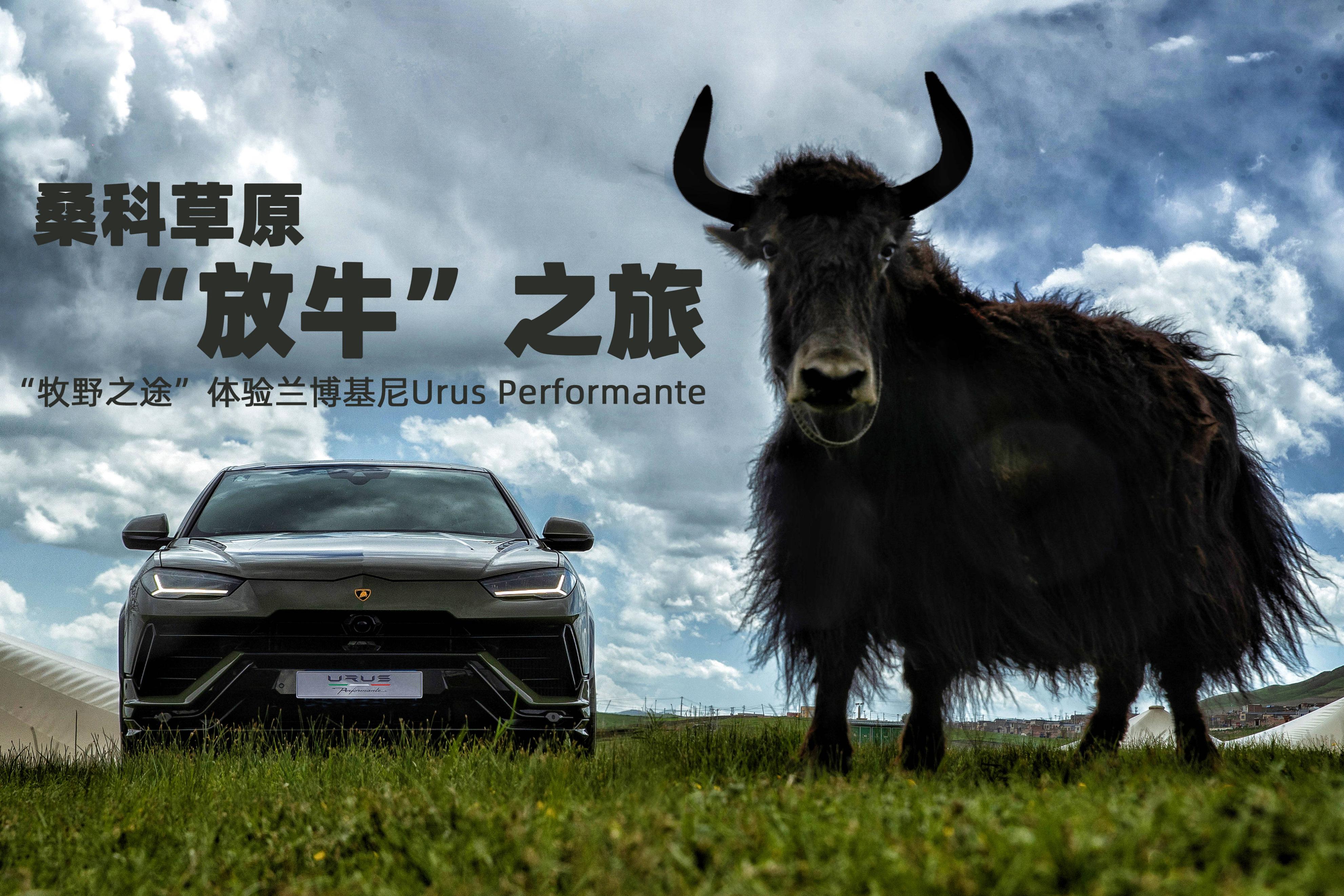 Sangke Grassland "Cow Herding" Tour "Road to the Wilderness" Experience ...