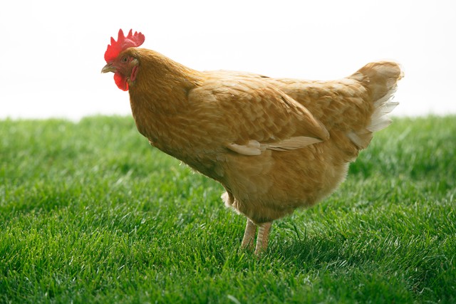 In which month are people born under the zodiac sign Rooster the ...