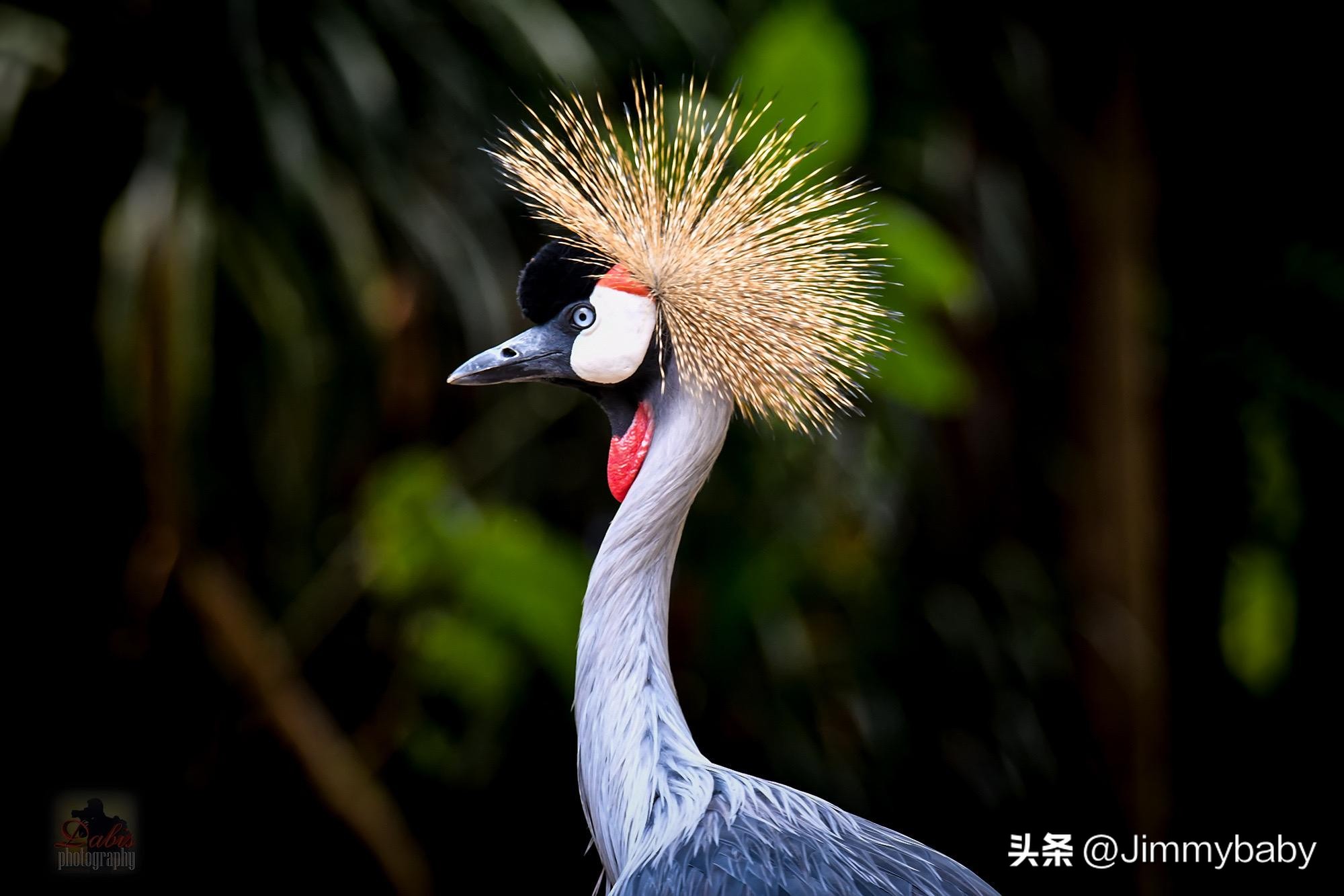 The Legend of the National Bird of the World: Nigeria (NIGERIA) Black ...
