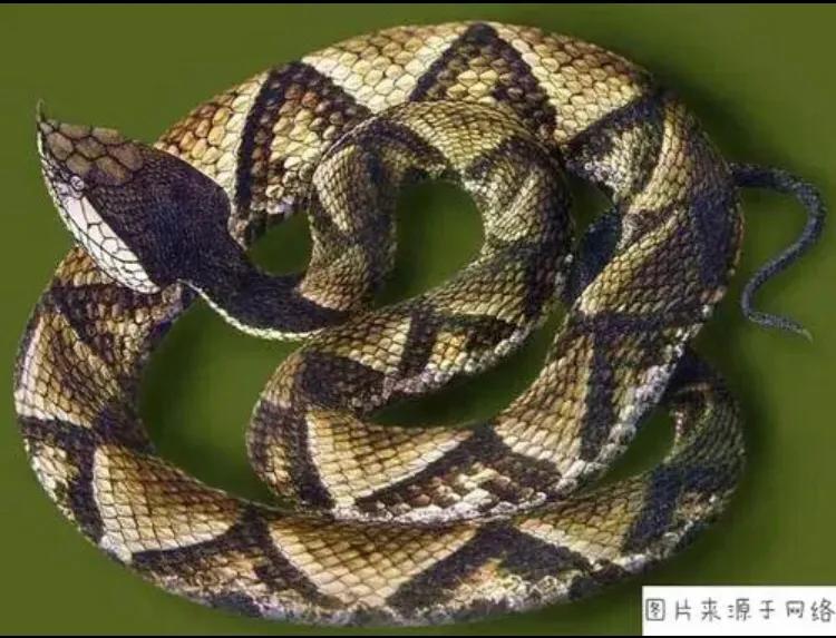 Where does the name of the five-step snake come from, can it really ...