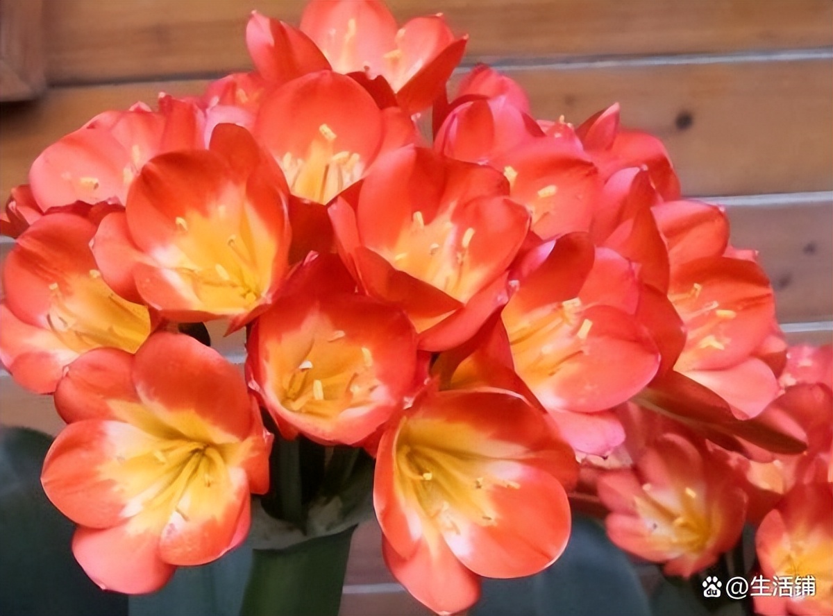 How to make Clivia leaves grow neatly?3 programs to adjust, the leaves ...