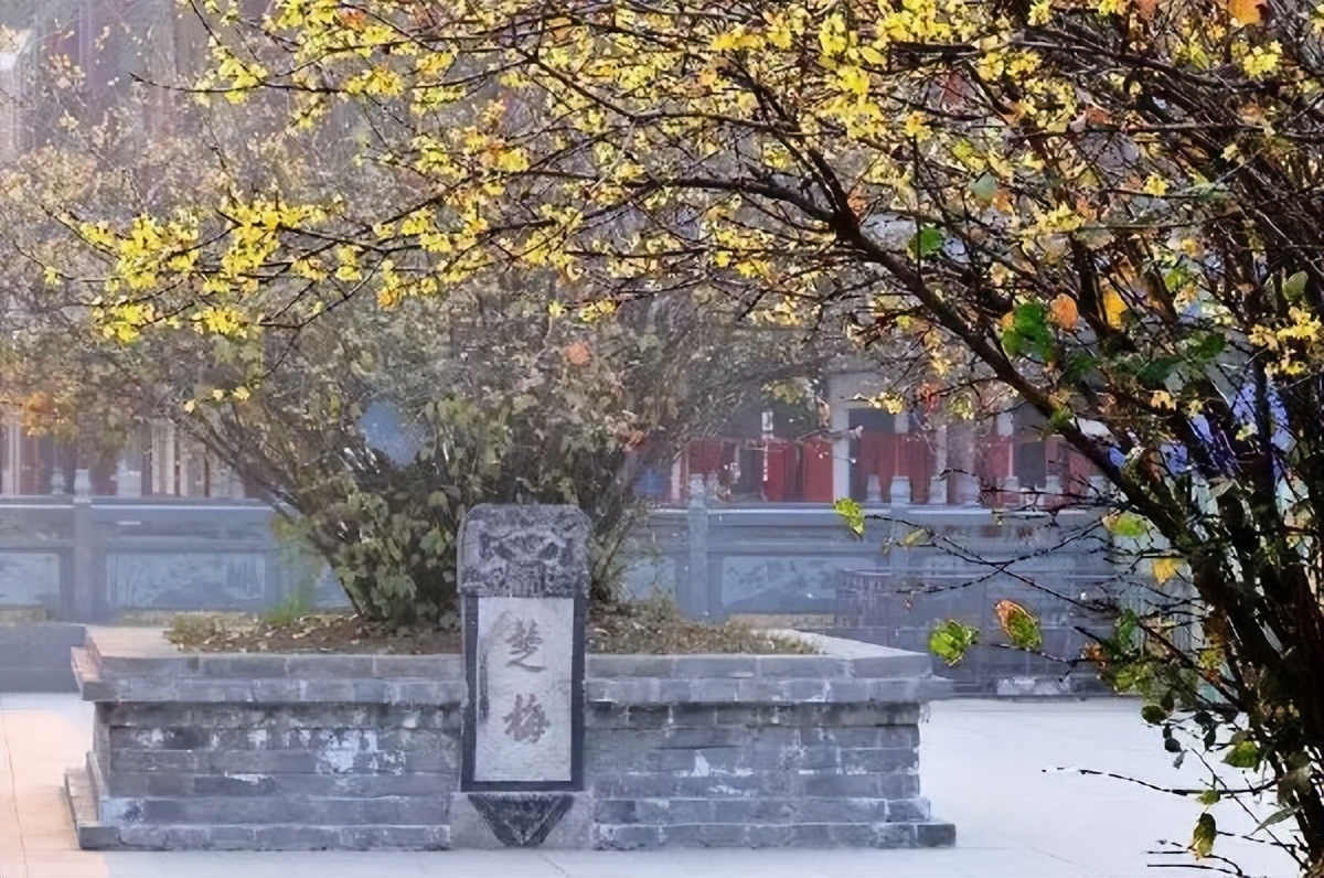 7 "National Treasure" trees, among which the welcoming pine is only ...
