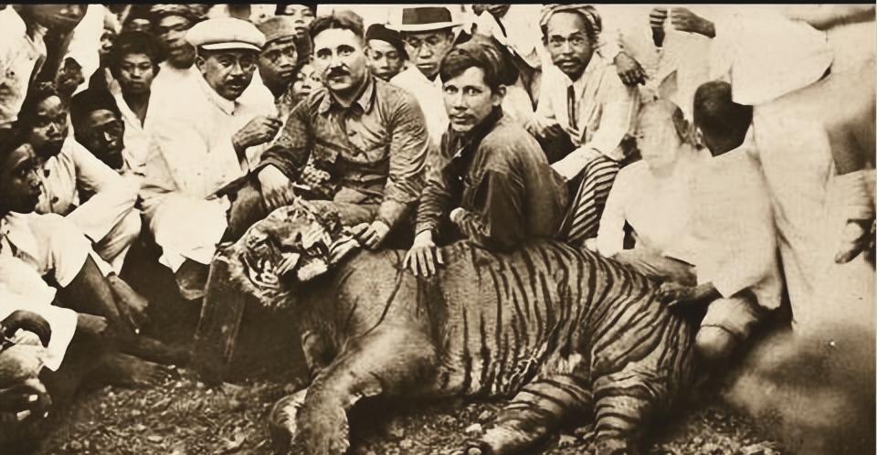 Tiger ancestor was a cat?Evolutionary history is too inspiring, from ...