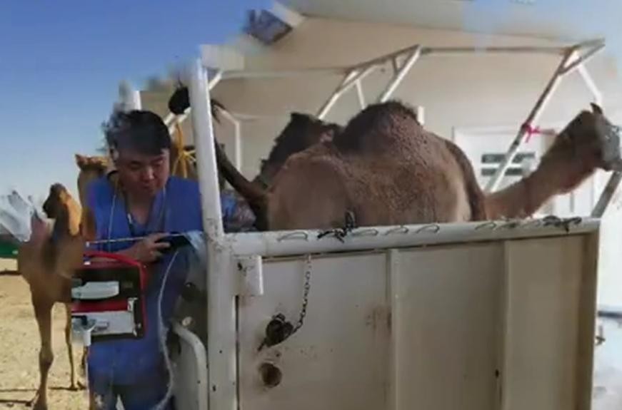 The champion camel died unexpectedly!Northeast scientists went to ...
