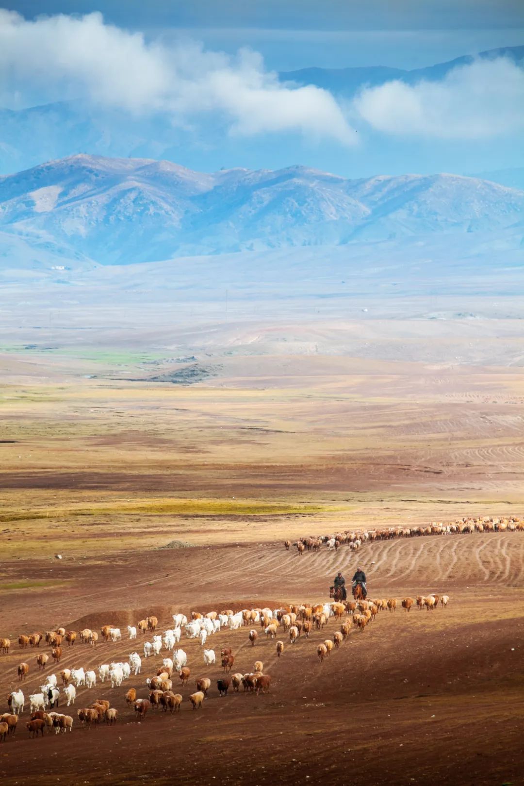 In Northwest China, who is the sheep eating champion? - iNEWS