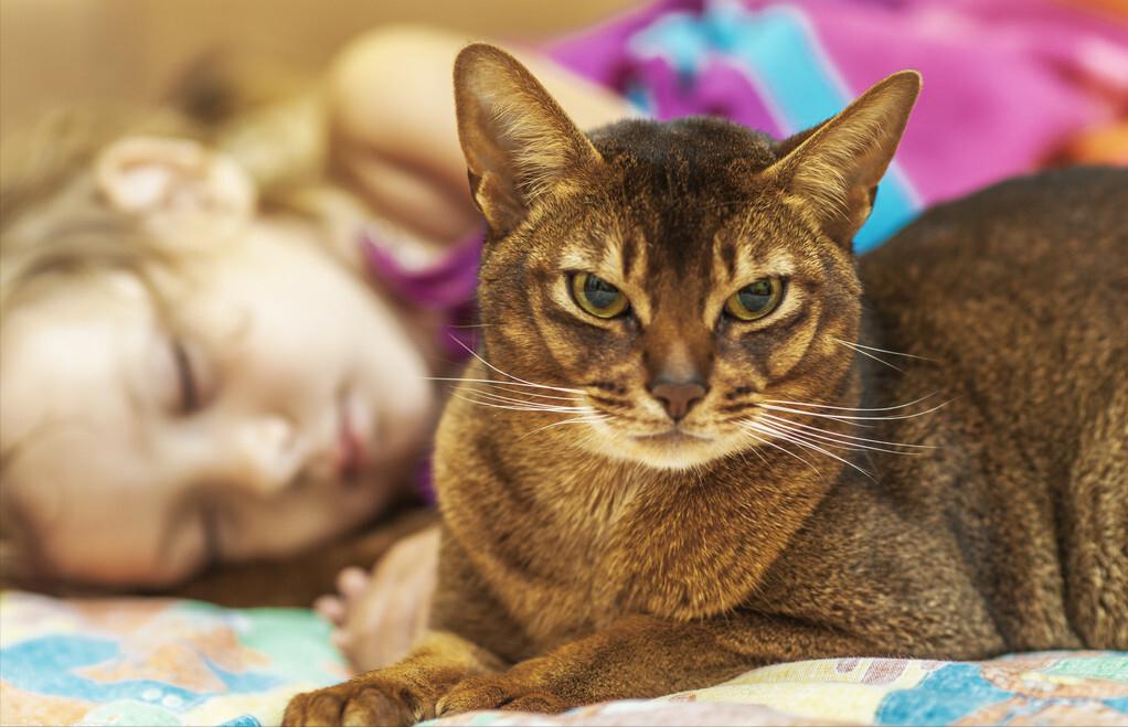 Cat Stickiness Ranking: The 8 most sticky cats, each one is a "sticky ...