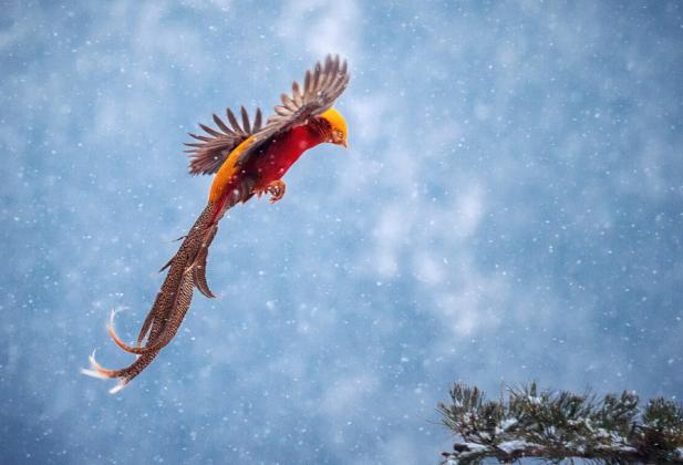 The "Phoenix", who has been carefully guarded and fed for six years ...