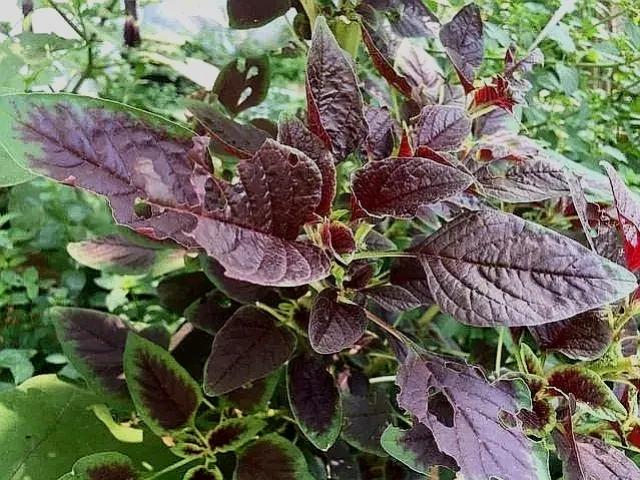 Amaranth, the Nutritious "Longevity Vegetable" - iNEWS