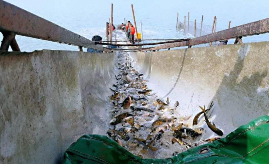 All the fish in Chagan Lake are bath fish? Just look at the farming and ...