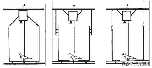 Why is the stability of the chicken head so strong? - iNEWS