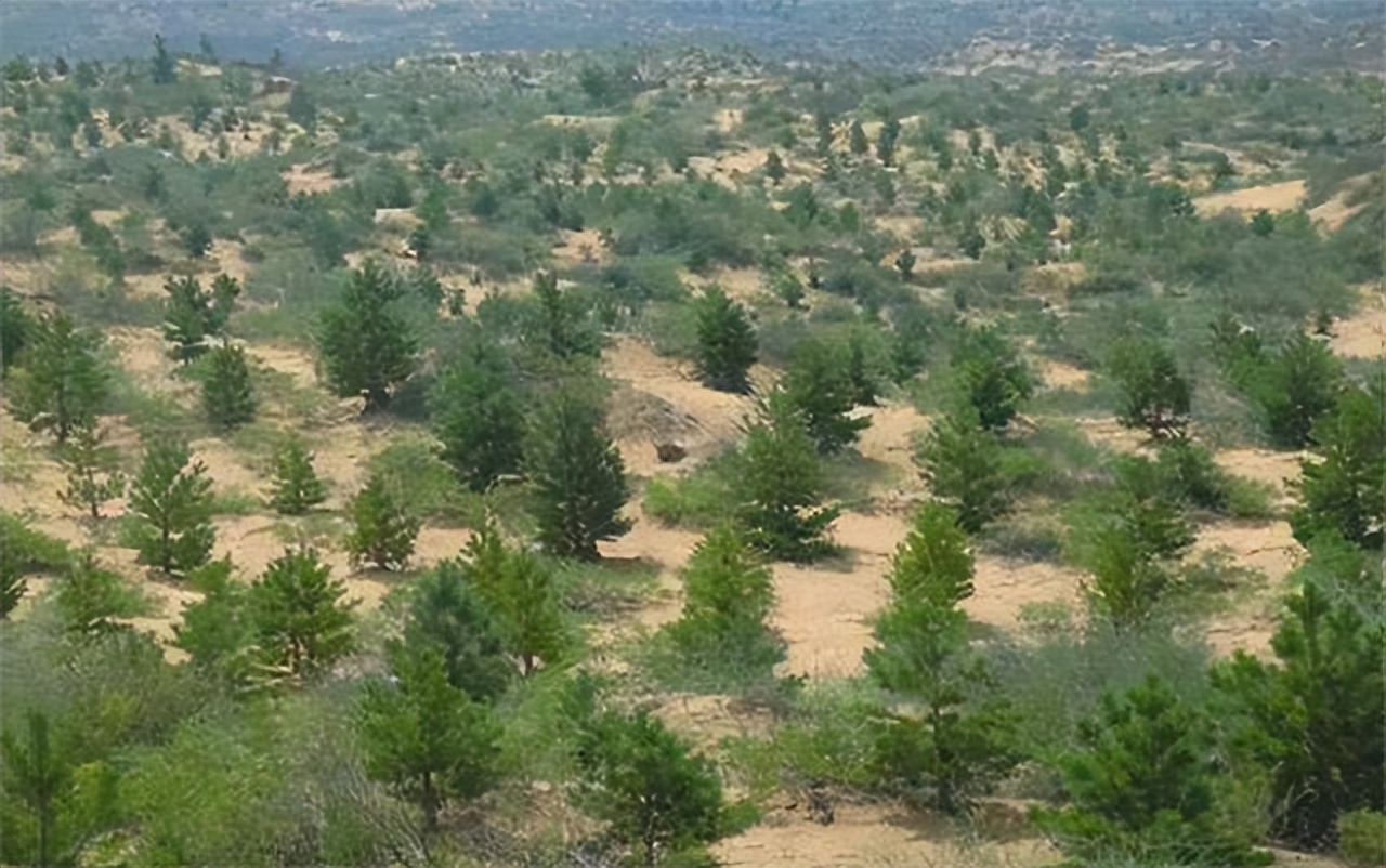 The Mu Us Desert, once barren and barren for hundreds of years, is now ...