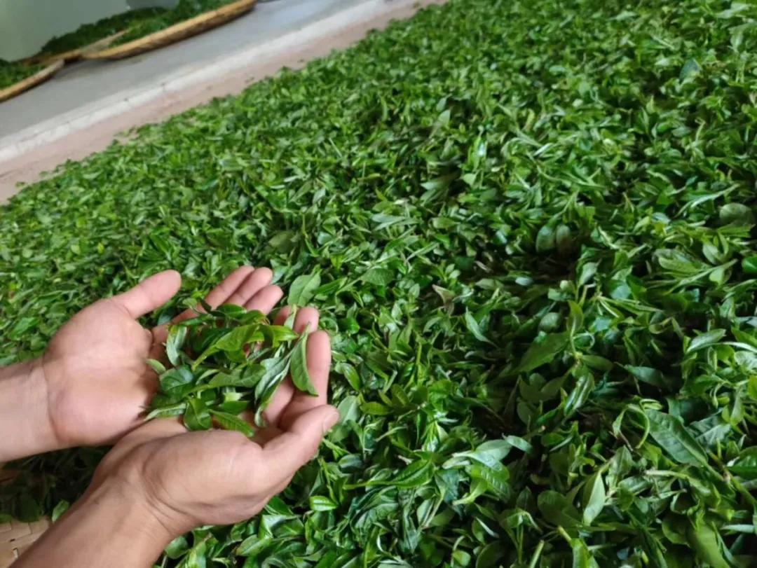 How does cooked tea become "cooked"? - iNEWS