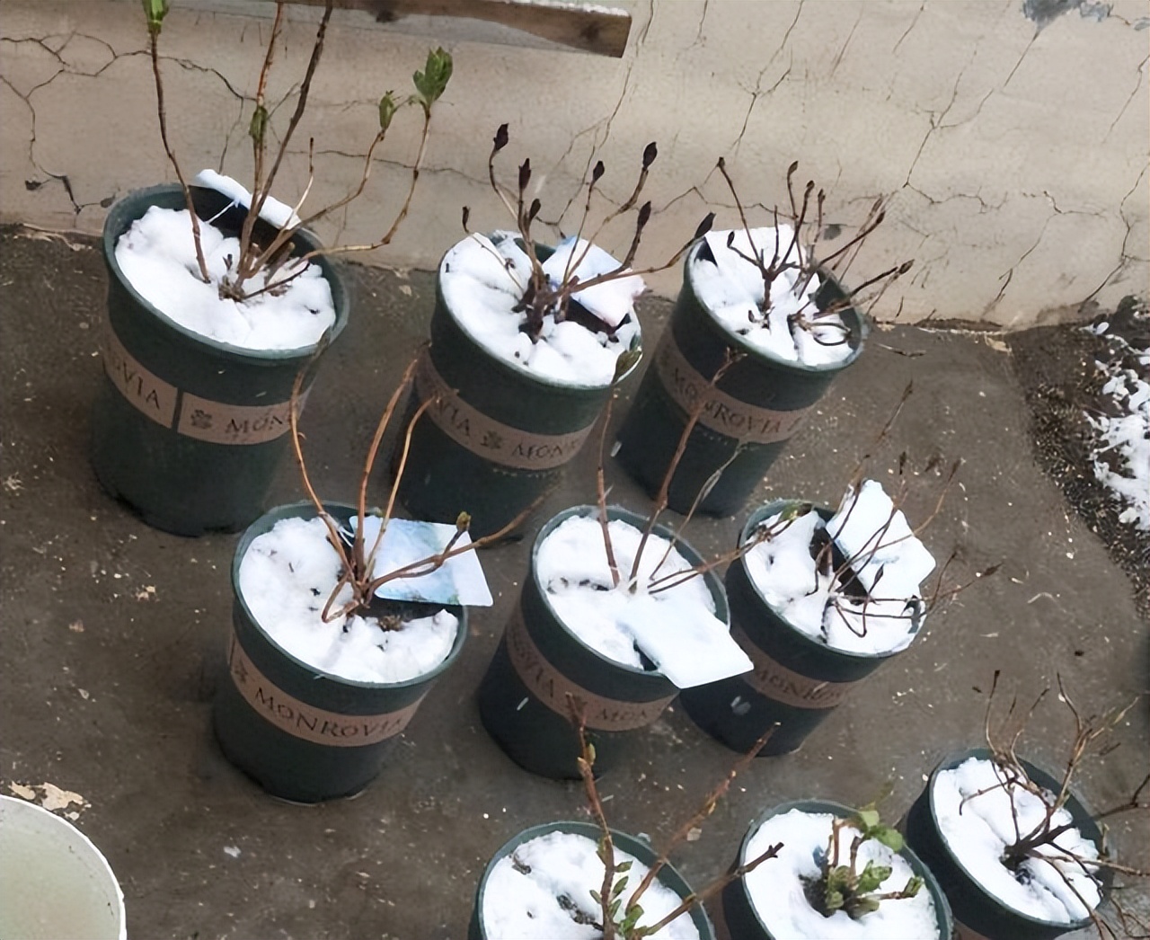 Growing hydrangeas in winter, "frozen" in the snow, can double the ...