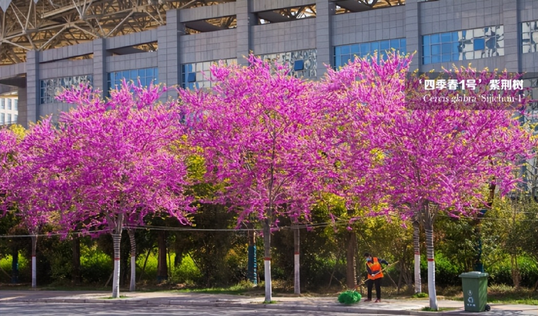 What exactly is the 'Four Seasons Spring No. 1' redbud tree? - iMedia