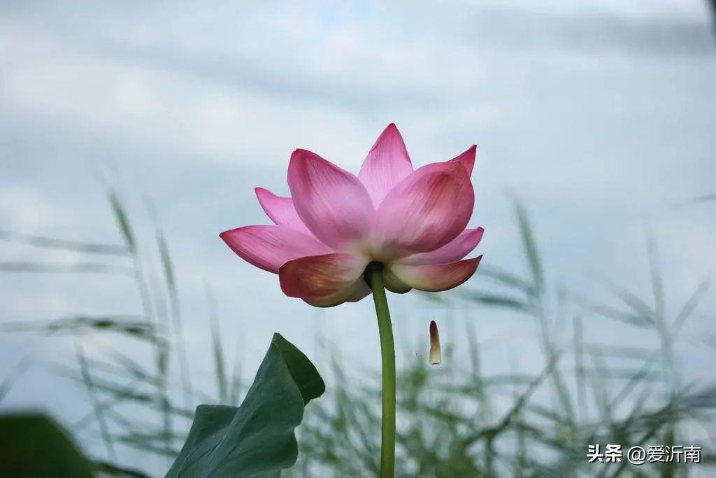 The wind blows the lotus leaves to fill the pool with fragrance, and ...