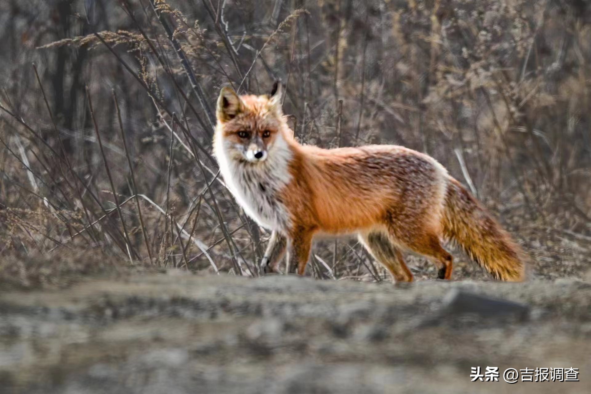 A Hunchun photographer came across a hunting red fox on the way - iNEWS