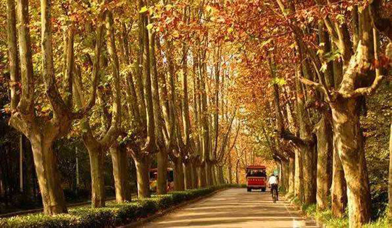 Little knowledge: French sycamore, neither French nor sycamore - iNEWS