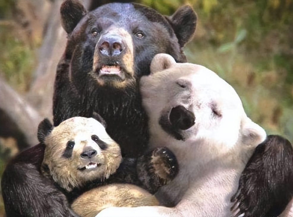 Are pandas the descendants of black bears and white bears? - iNEWS