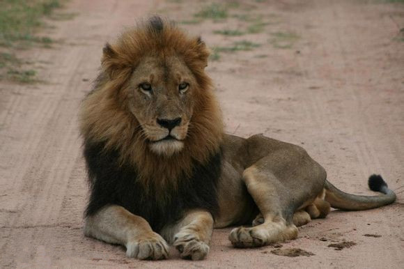 Top 10 most aggressive animals in the world - iNEWS