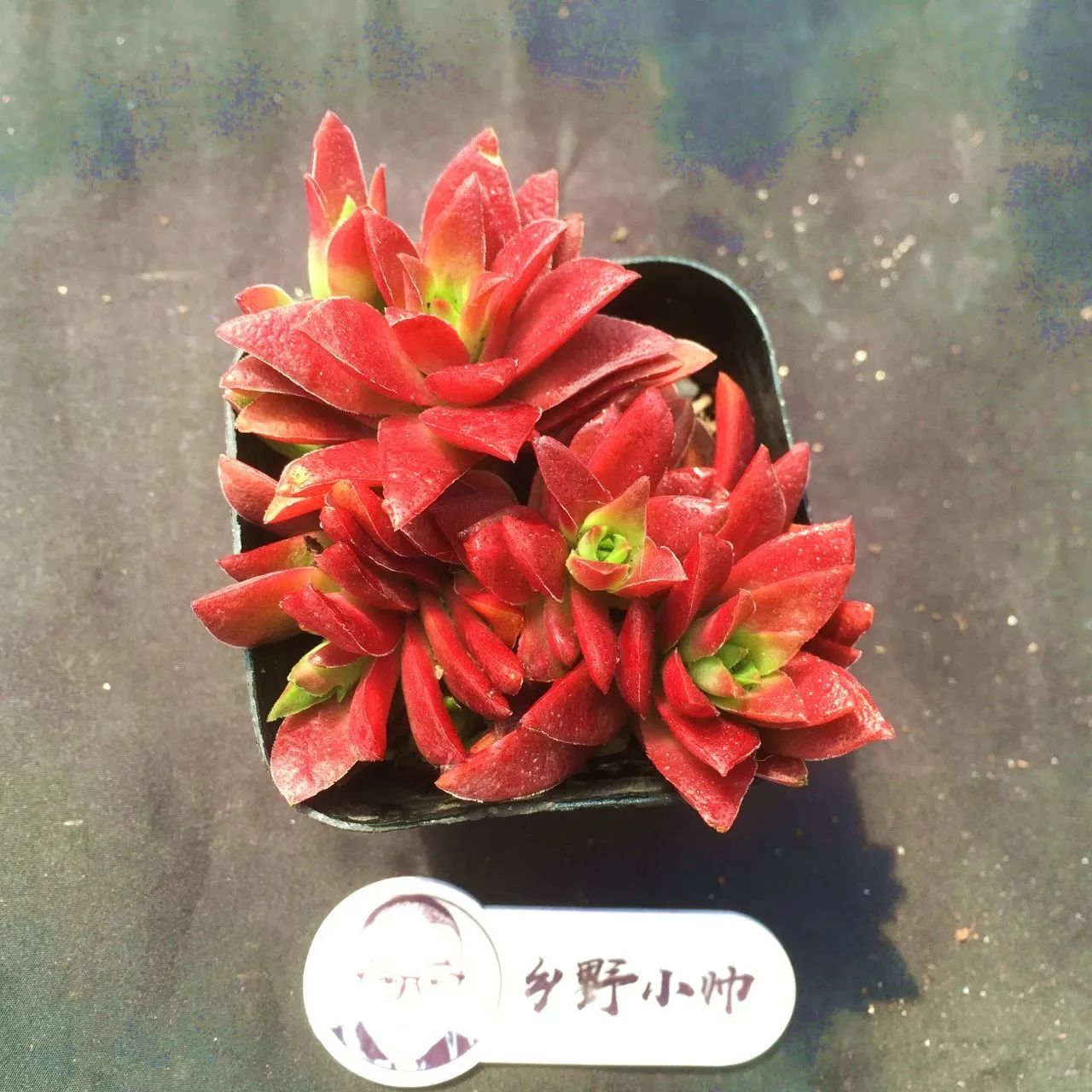 Share succulents, good-looking succulents must come in a few pots in ...