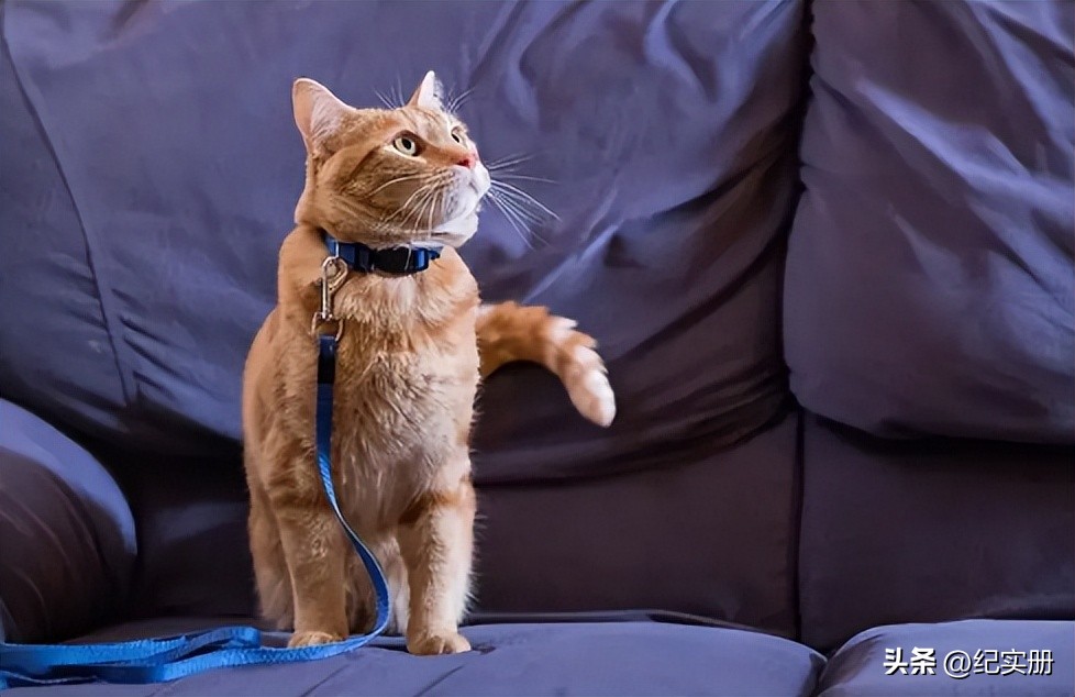 The shooting technique of "The Stray Cat Bob" portrays vivid characters ...