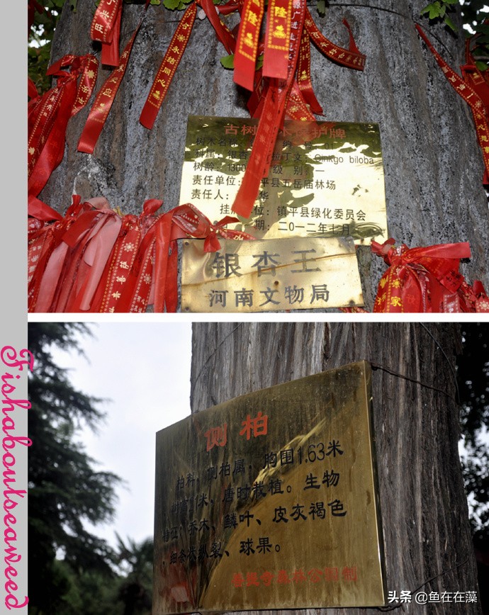 67) Jinyu·Nanyang: Zhenping Bodhi Temple - an ancient temple in ...