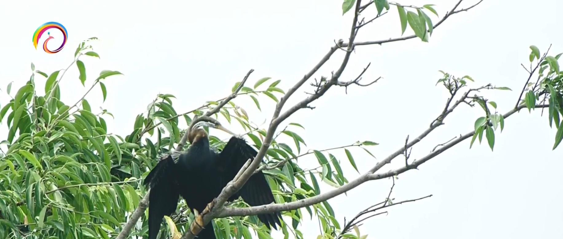 This kind of bird that swims in the water like a snake crawling is back ...