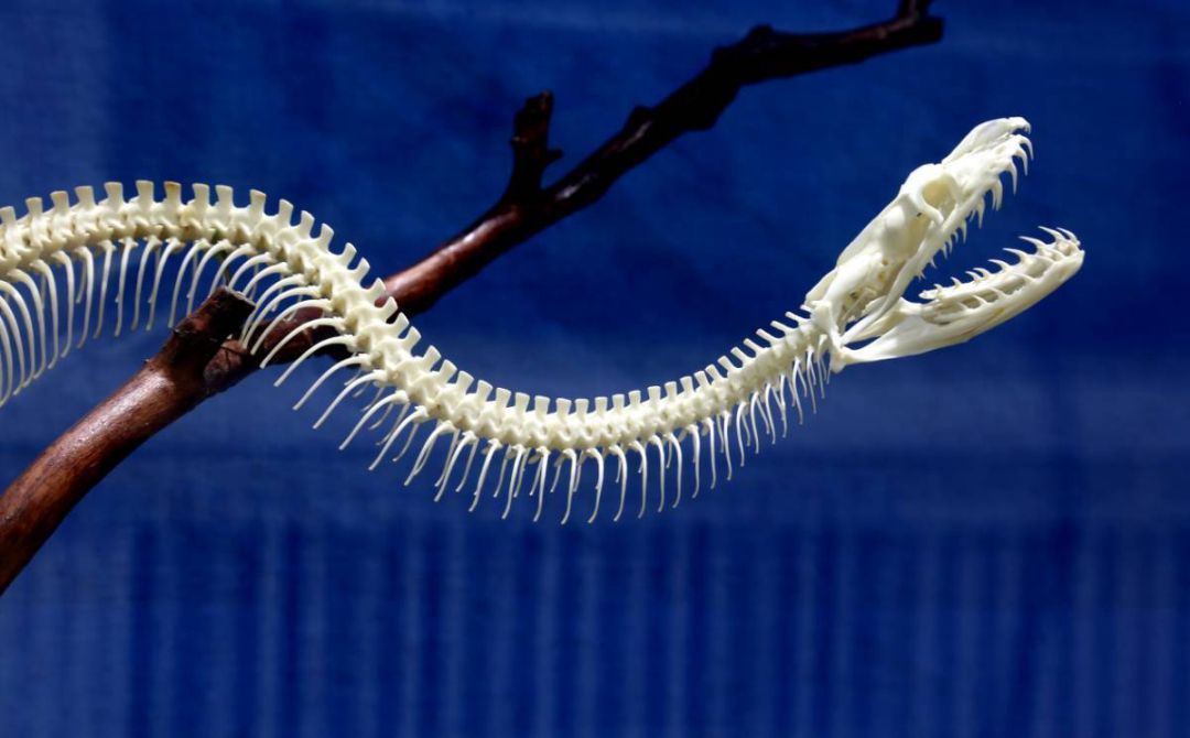 The Spiritual Core of the Snake Assassin: What's So Strange About the ...