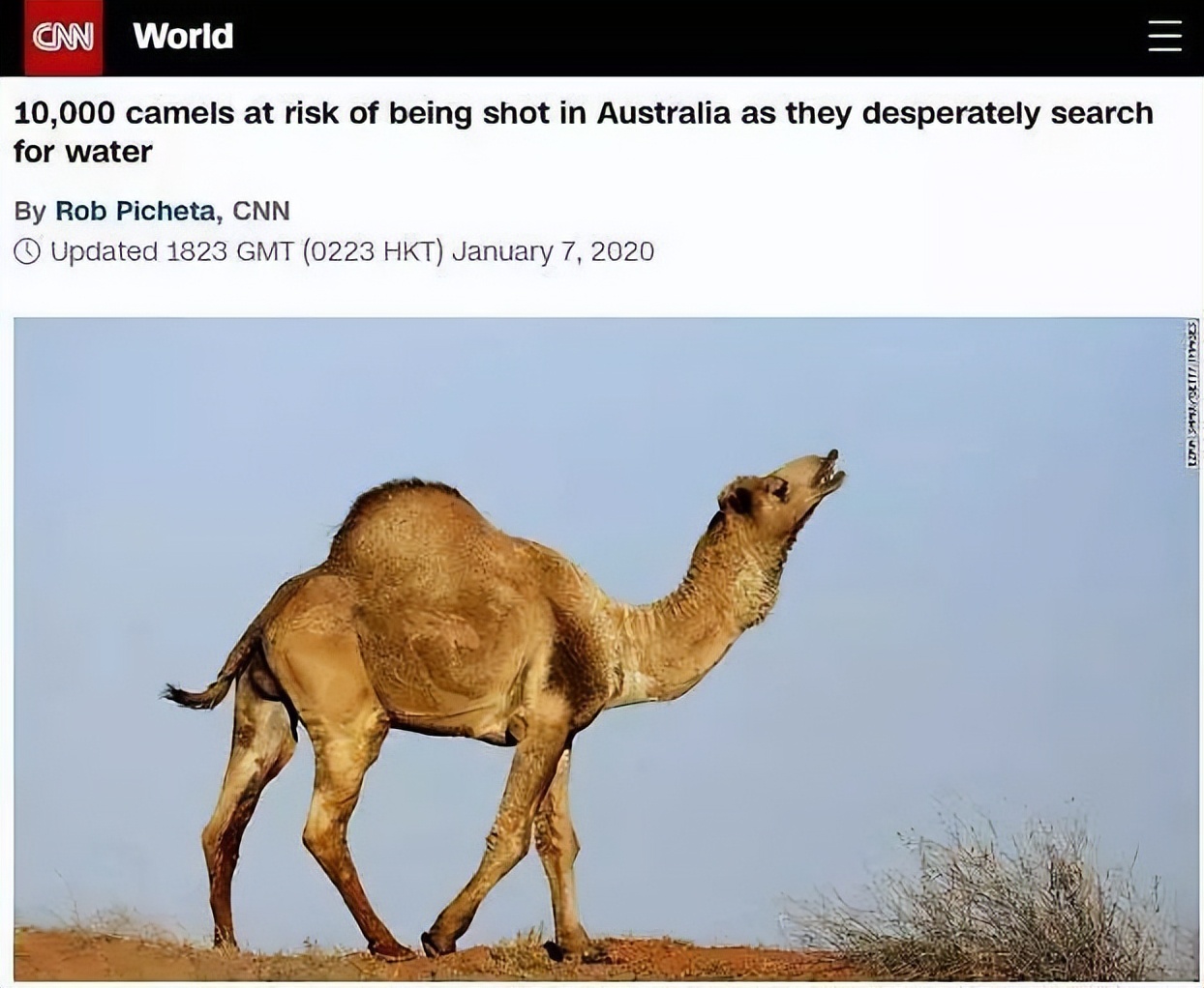 To eliminate more than 1 million camels!Australia carefully arranges ...
