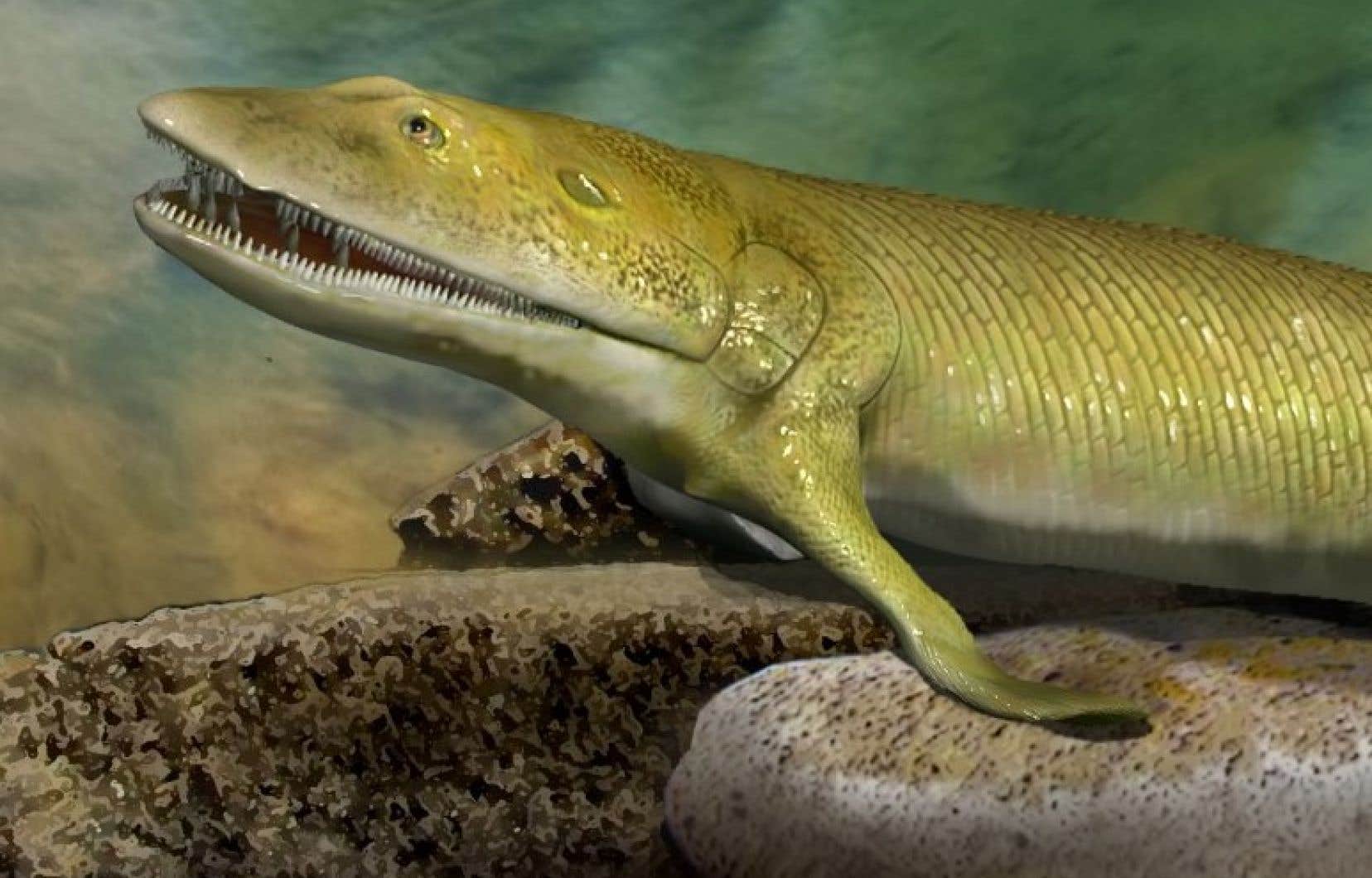 Human ancestors can be traced back to fish, that is to say, humans ...