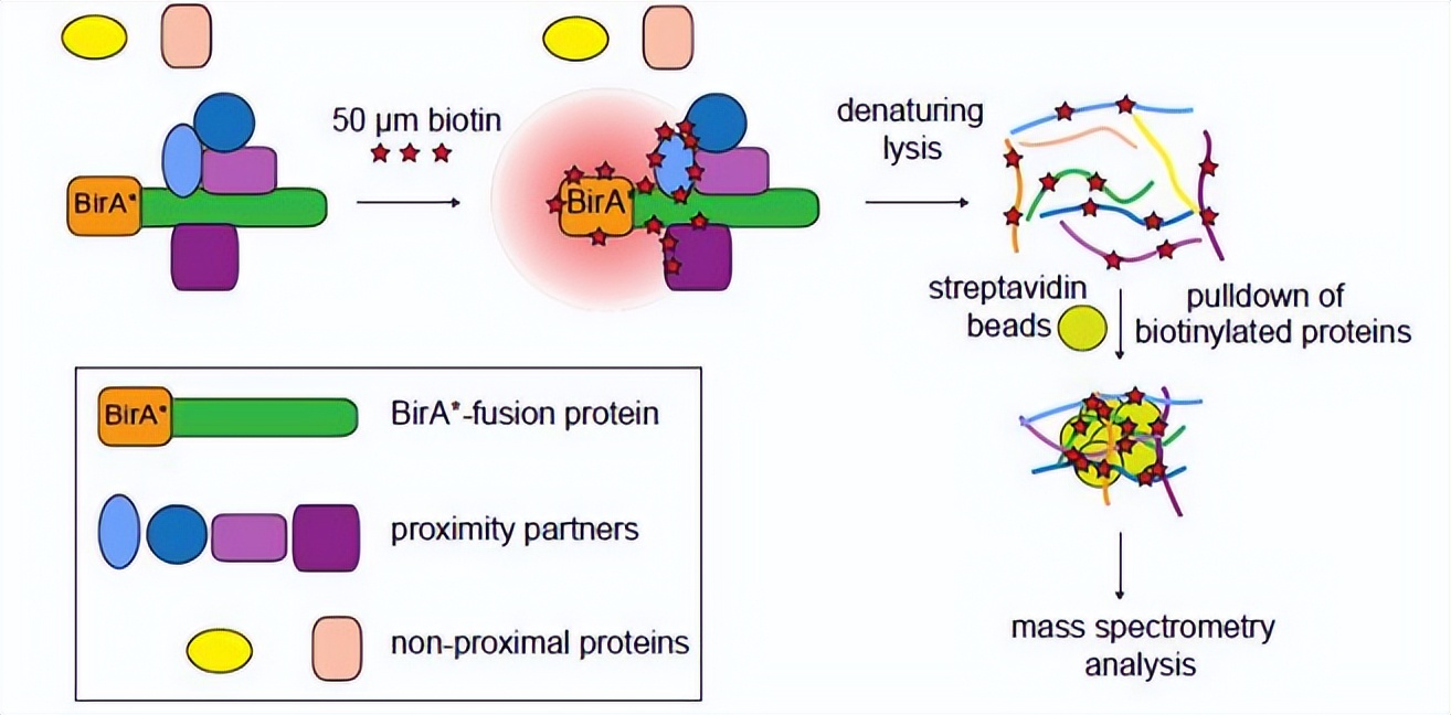 Adsorption of Fc-tagged fusion protein on the surface of PS cell ...