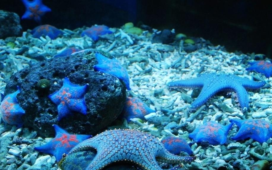How do salinity and pH affect aquatic life? See how they cope! - iMedia