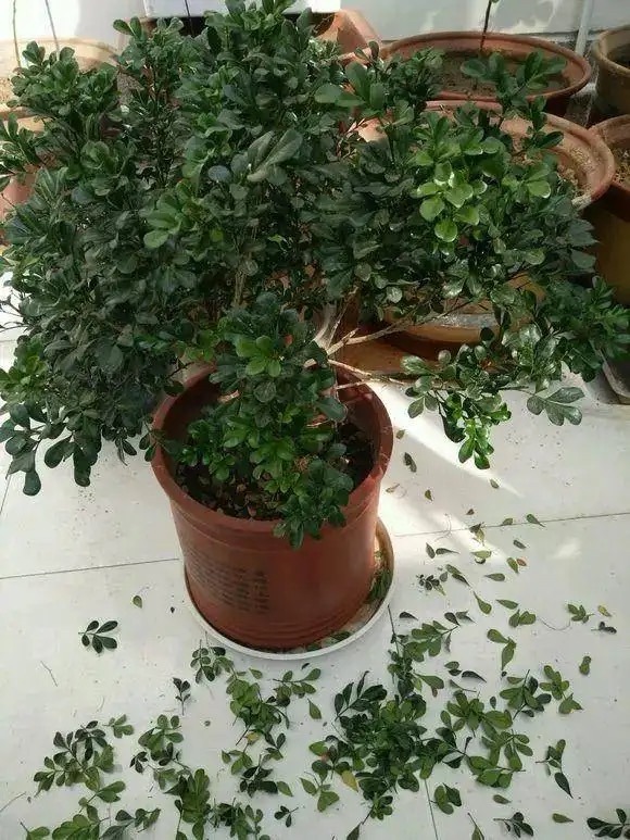 3 "Care Tips" for Milan Flowers, Blooming Year-Round, Fragrant Flowers ...