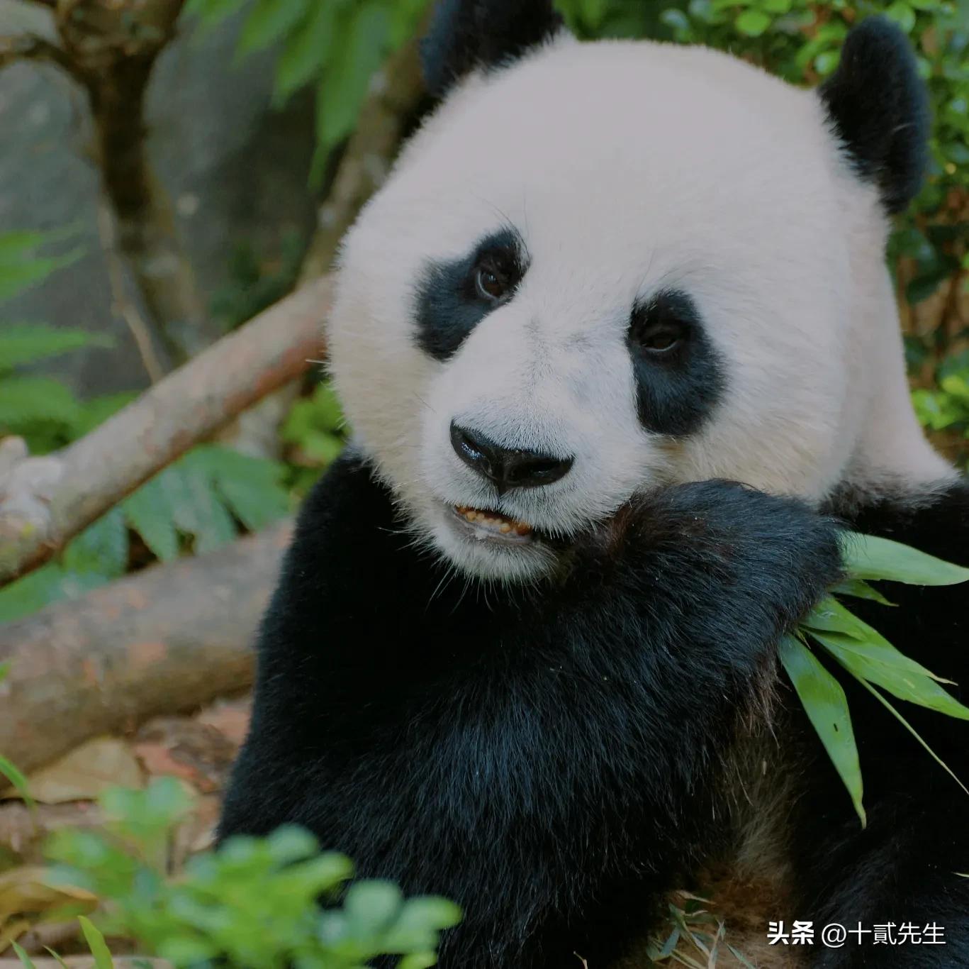 "Yaya" has gone through hardships and finally returned to her beautiful ...