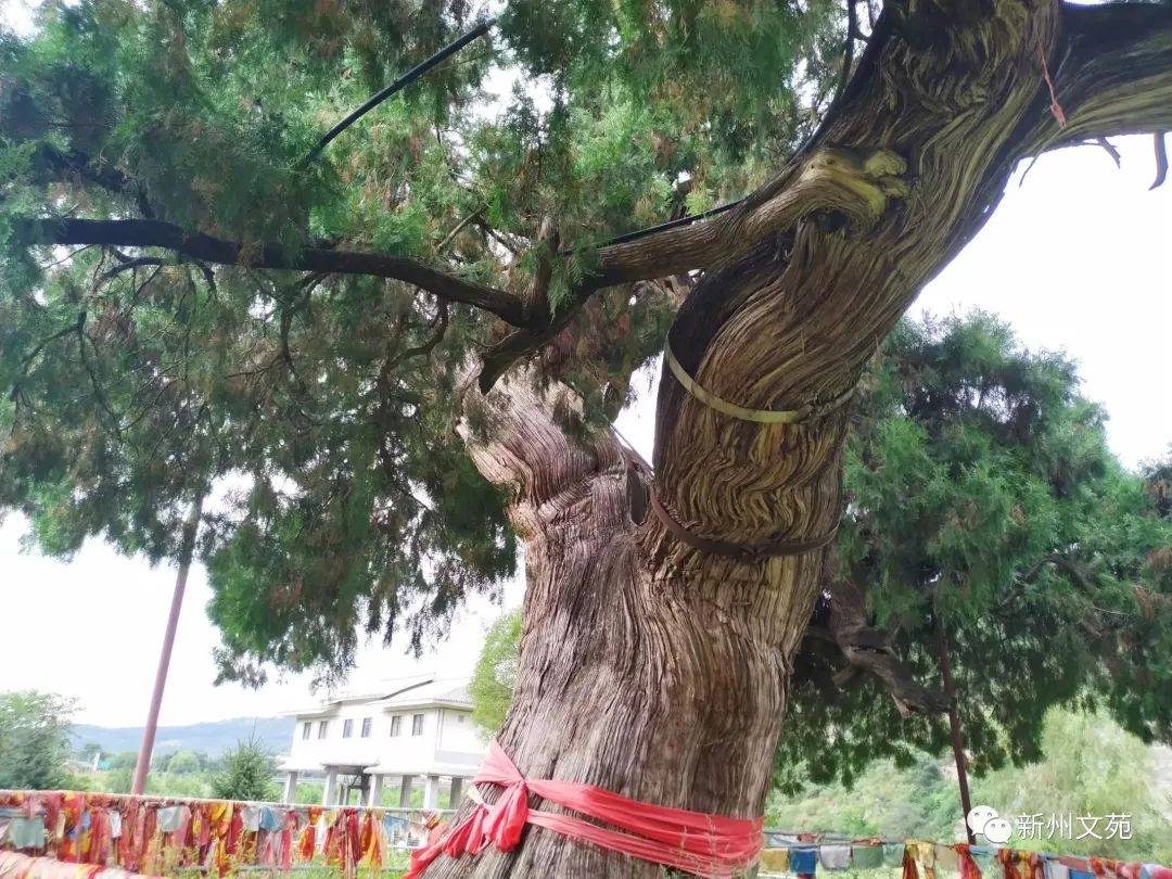 sacred tree - iNEWS