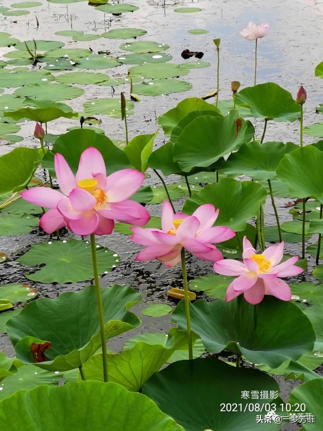 "A Dream of Fangfei" is worth living in the world: Fang Fei has been ...