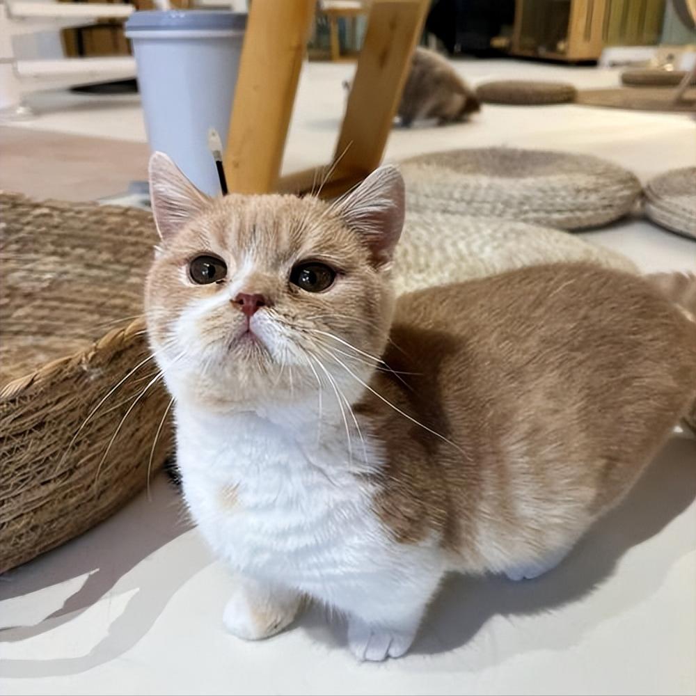 The cute short-legged cat has these "4 major shortcomings", will you ...