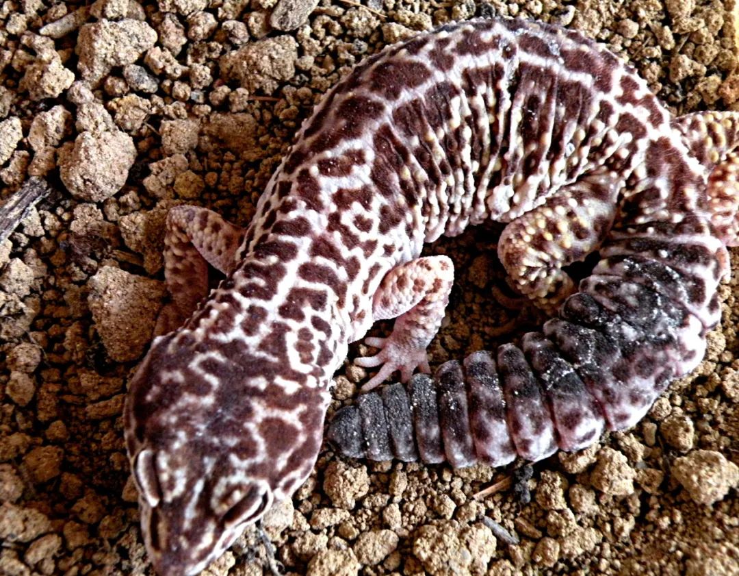 [43 years old and still alive] How did the world's longest-lived ...