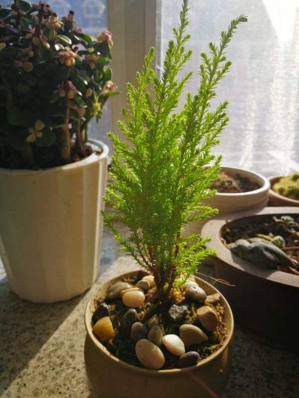 The small fragrant pine with lemon flavor is refreshing and pleasant at ...