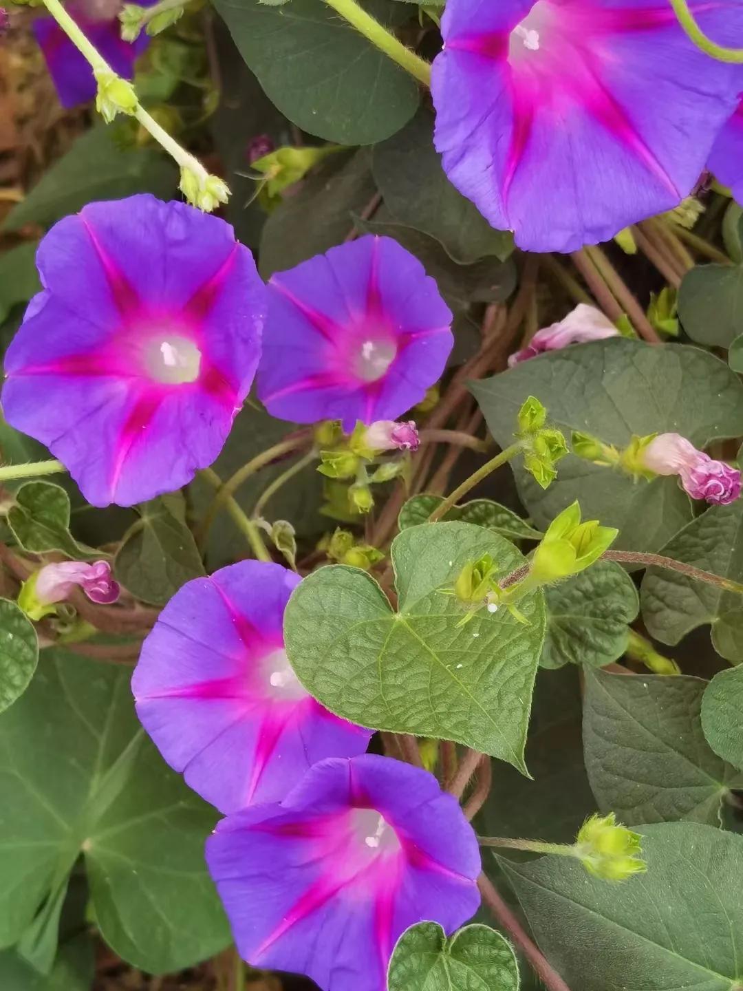 Meng Jun's Poems: "Capturing the Autumn Light": Ten Poems - iNEWS