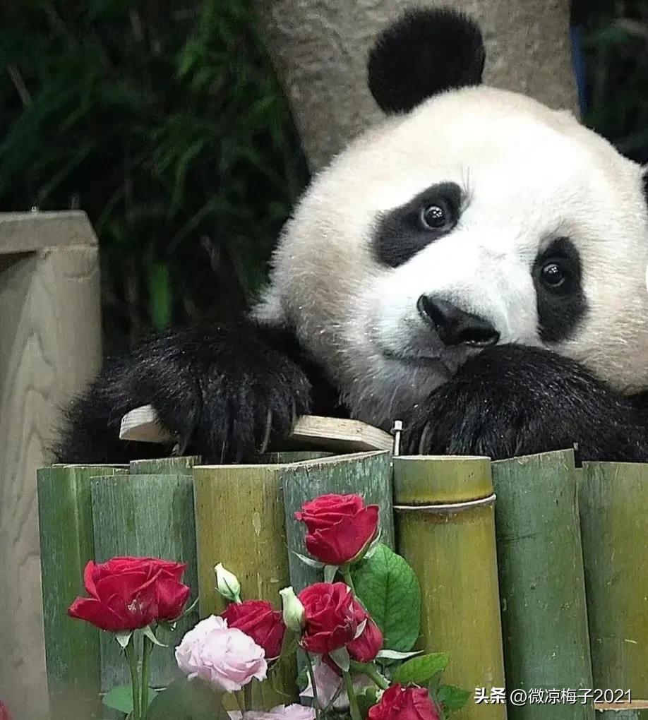 Panda Fubao, the baby in the palm of your hand - iMedia