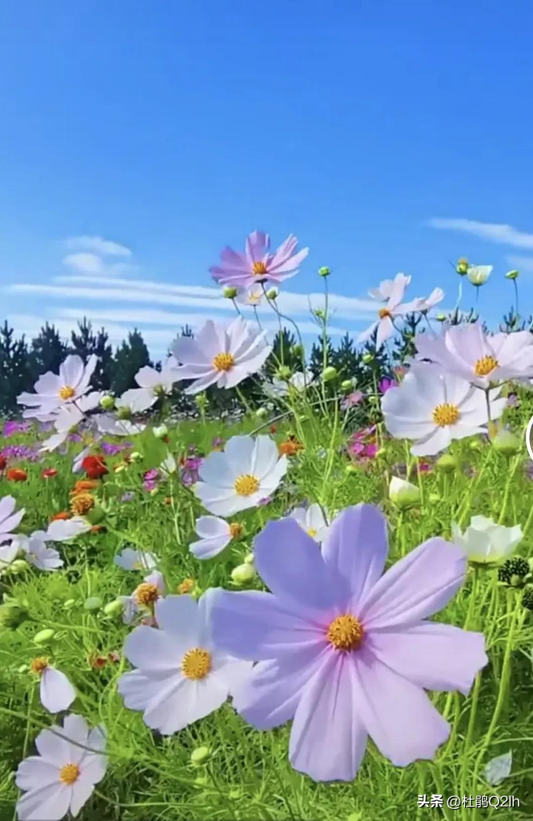 Beautiful blooming Gesang flower - iNEWS