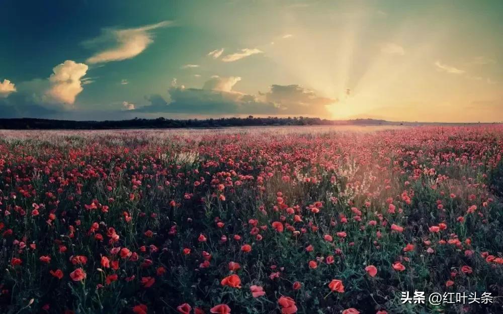 Feelings of reading Mr. Jia Xixin's poem "Sending a Dead Friend". Han ...