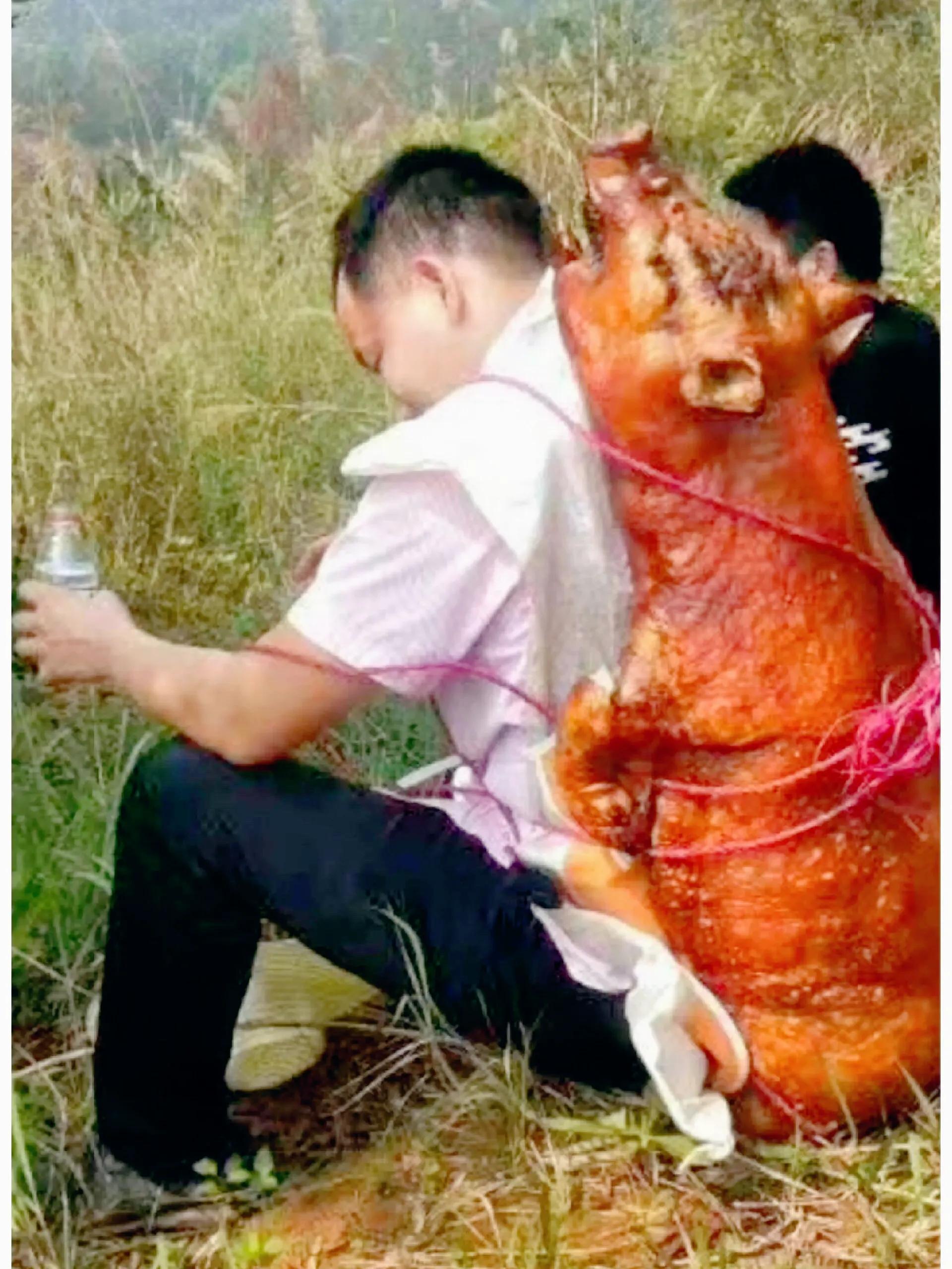 One person carries a roasted suckling pig up the mountain. The ...