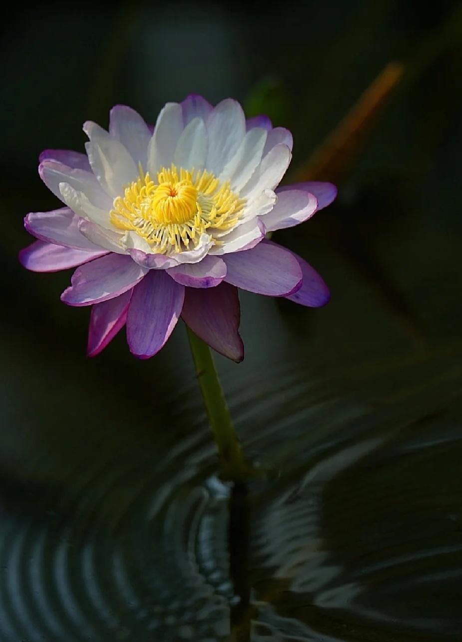 9 very classic ancient poems, each of which is magnificent and full of ...