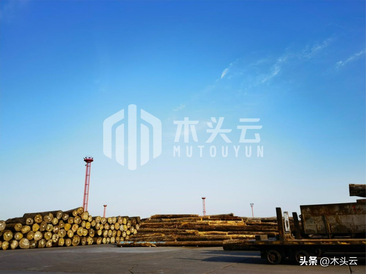 Central African log export ban to be delayed again indefinitely - iNEWS