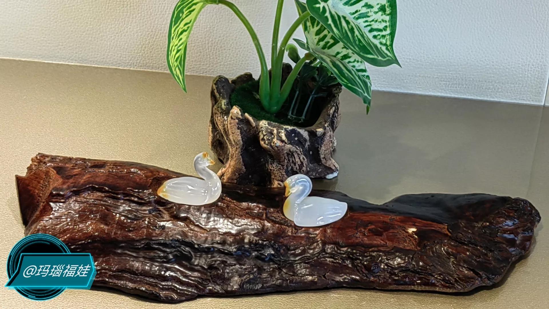 A pond of water lilies dyes clear water, a pair of sleeping ducks ...