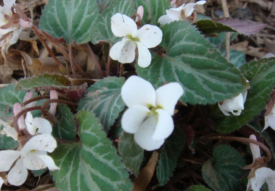 Wild Wildflowers, Viola and its Eleven Brothers - iNEWS