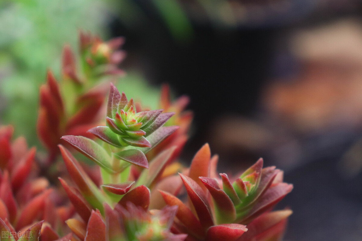 Succulent Fire Festival is also called Autumn Fire Lotus - iNEWS